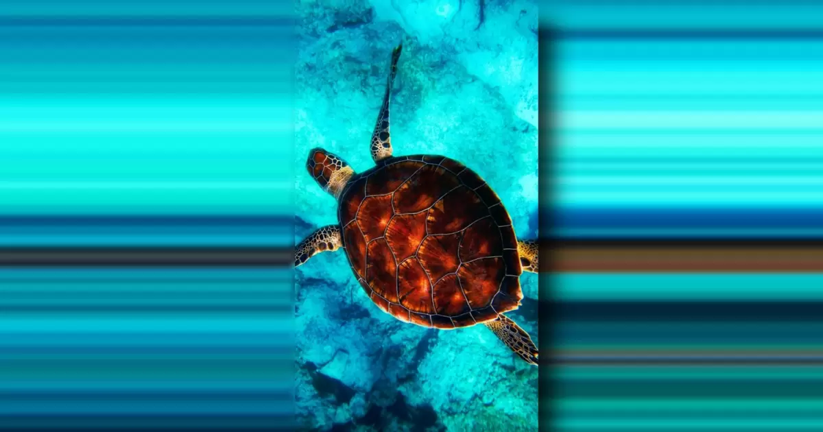 Sea Turtle | Basic | Free Phone Live Wallpaper | Livewallpaper.io